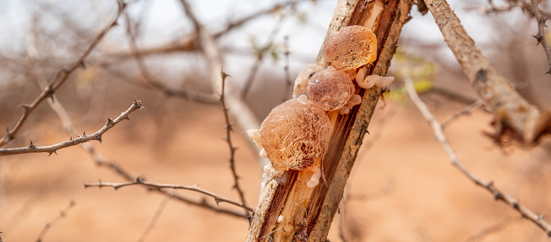 African Gum Arabic – African Gum Arabic Trading LLC